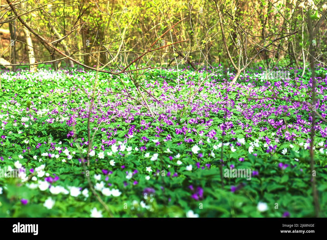 Spring forest landscape with Dentaria glandulosa purple flowers, white ...