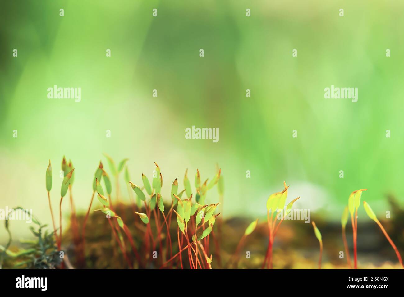 Spring moss thin sprouts growing in sunlight forest. Young delicate ...