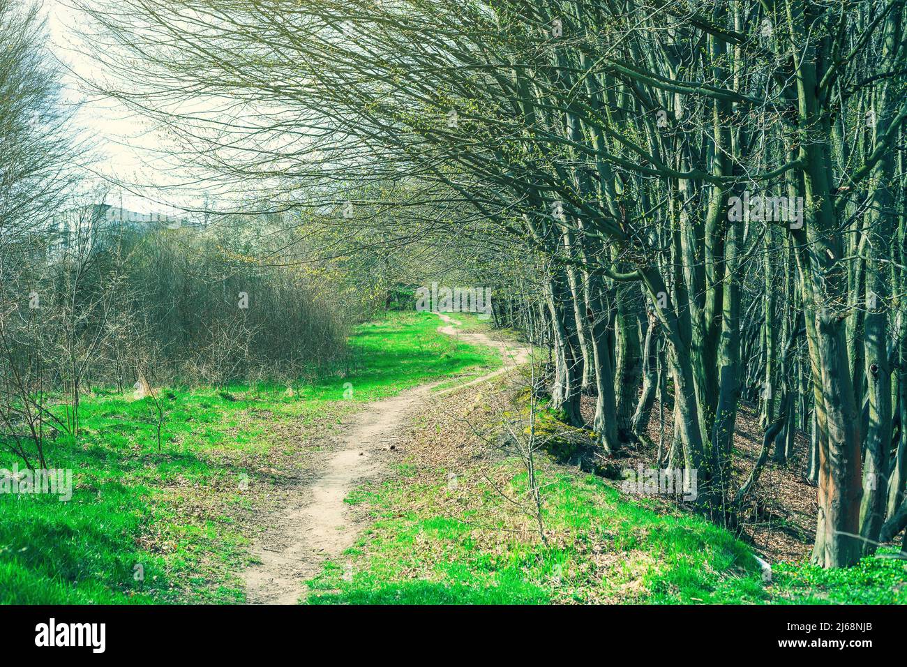 Footpath in green grass near bare spring forest. Springtime landscape ...