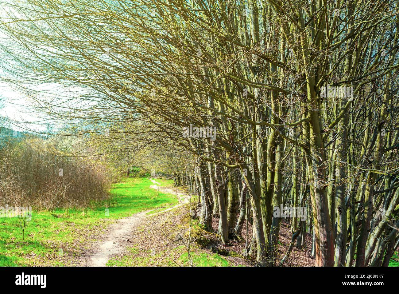 Path way in green grass near bare spring forest. Springtime landscape ...