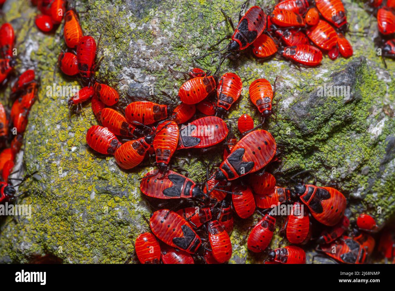 Lot of red firebug on stone in summer forest. Many Pyrrhocoris apterus ...