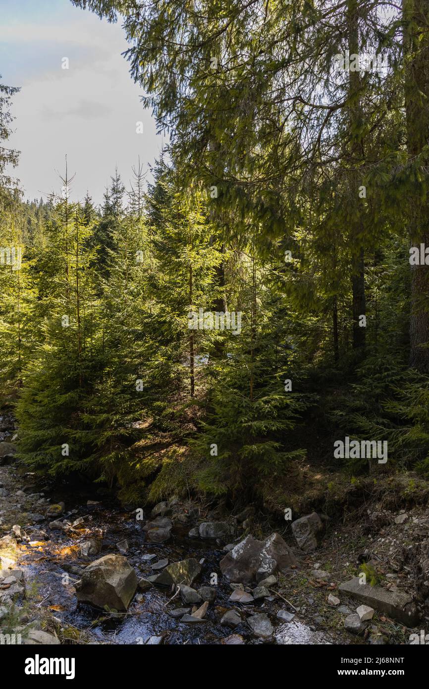 Pine trees near river with stones in forest Stock Photo - Alamy