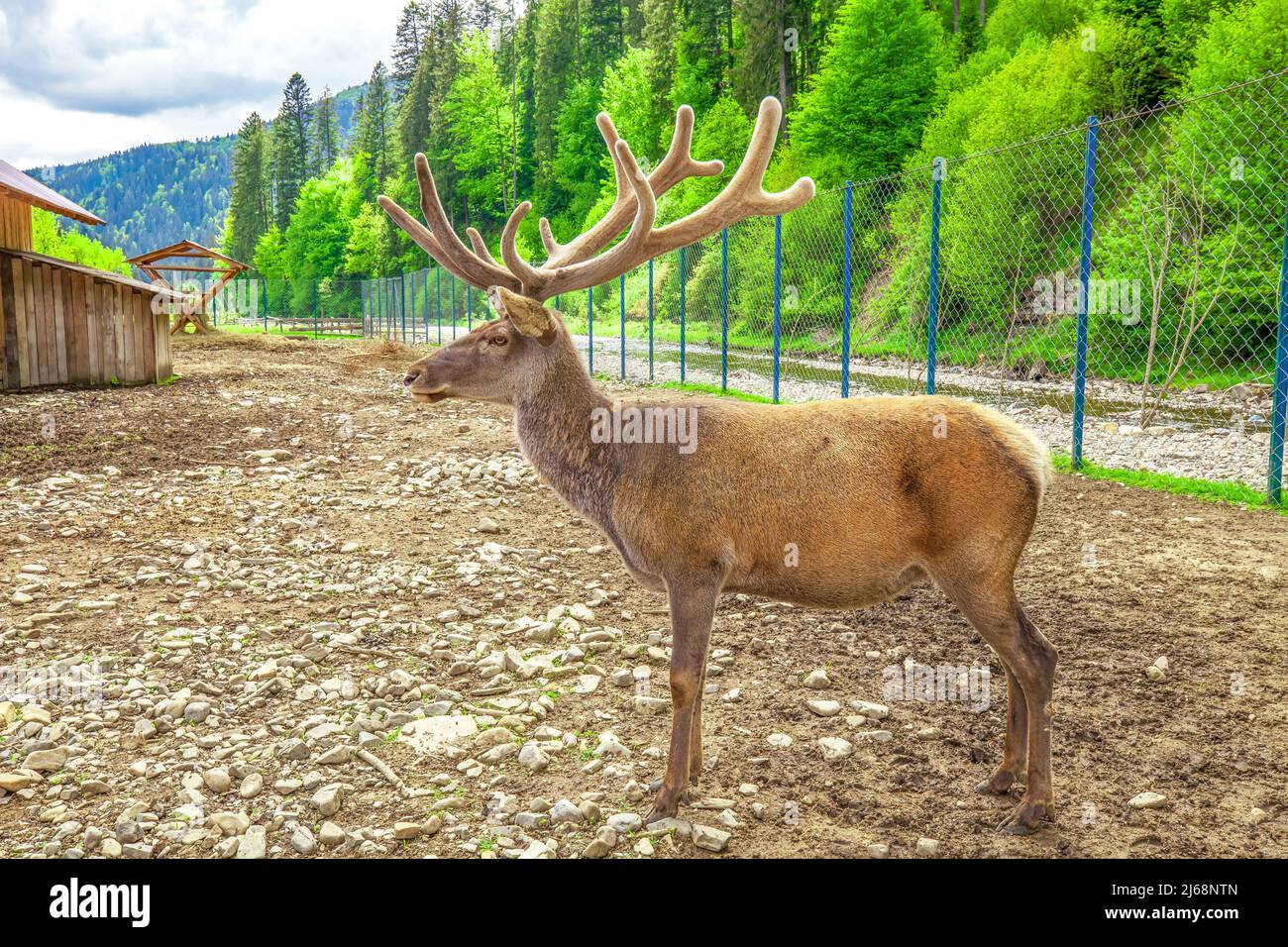 Whitetail deer side view hi-res stock photography and images - Alamy