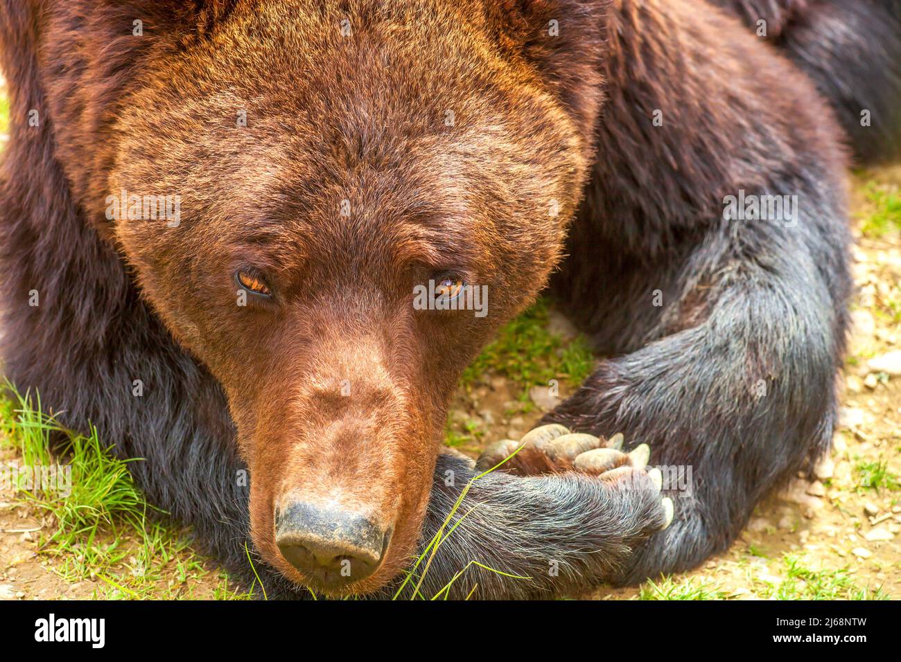 Portrait of lying Brown bear. Front view of Ursus arctos head closeup ...