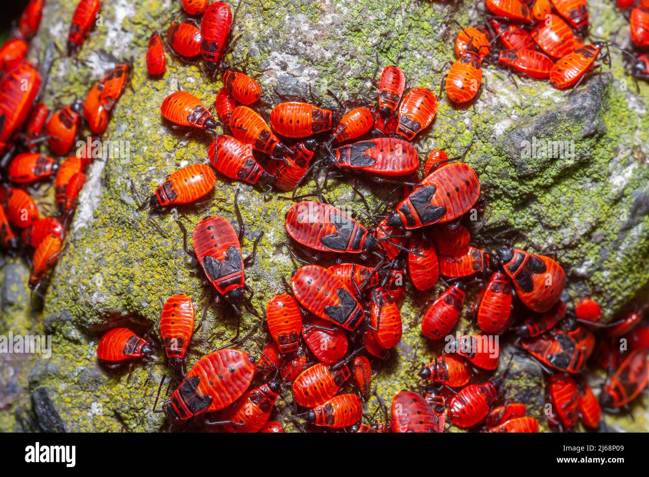 Lot of red firebug on stone in summer forest. Many Pyrrhocoris apterus ...