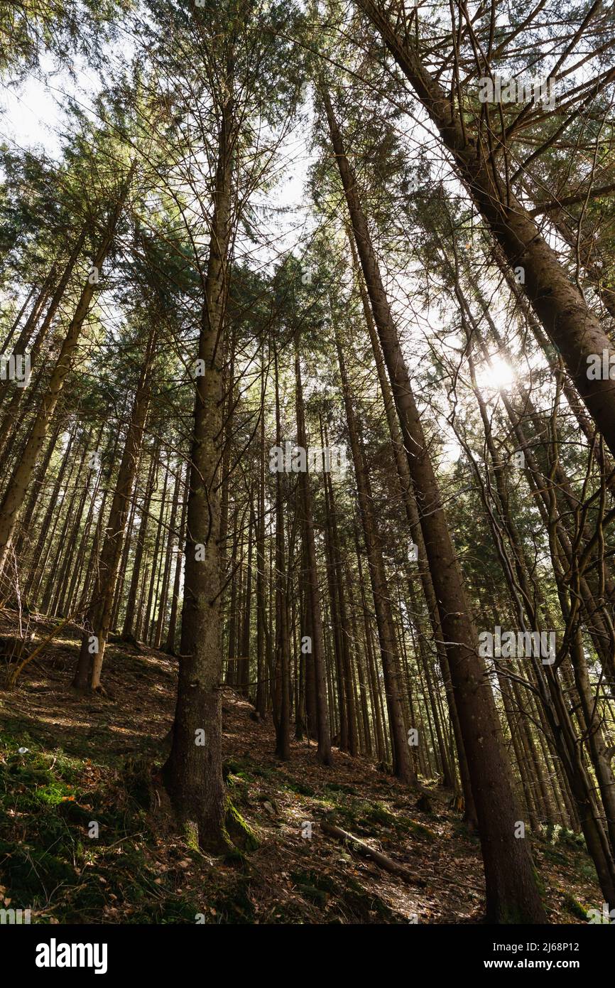Empty forest low view hi-res stock photography and images - Alamy