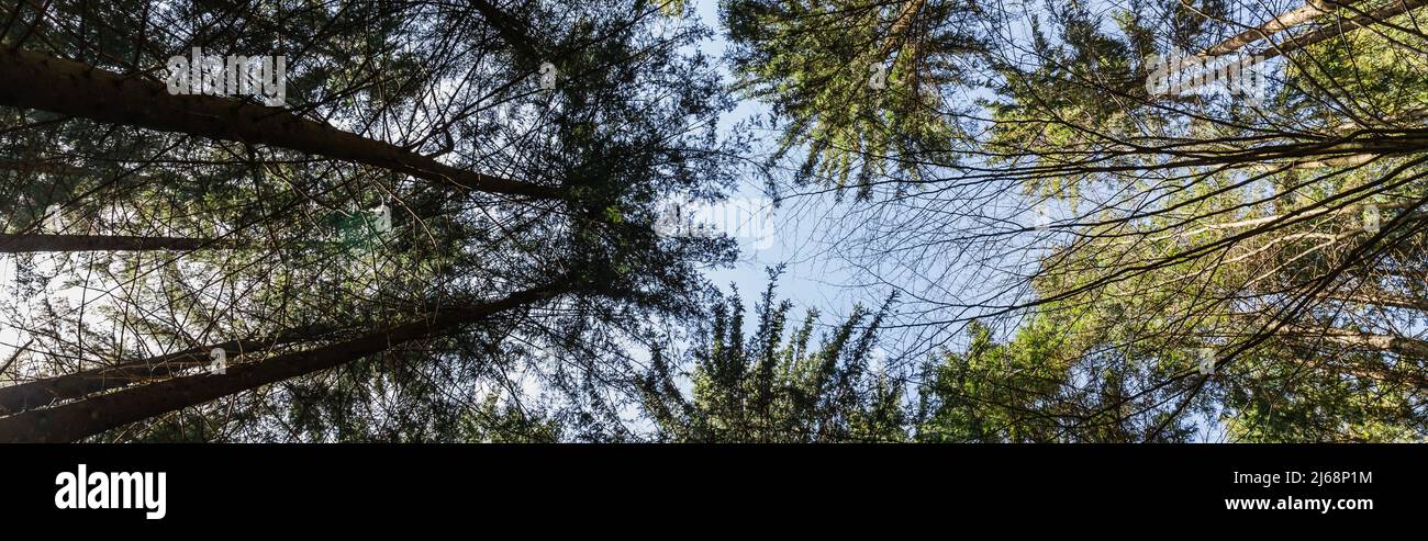 Bottom view of trees in forest and blue sky, banner Stock Photo - Alamy