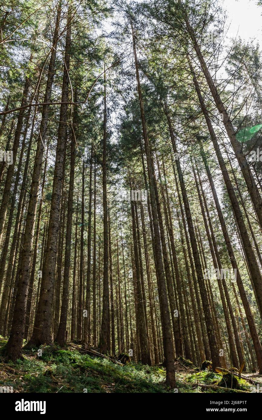 Wide angle view of coniferous forest at daytime Stock Photo - Alamy