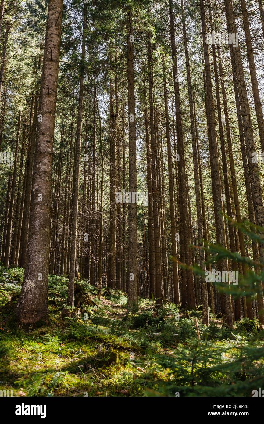 Glade in forest hi-res stock photography and images - Alamy