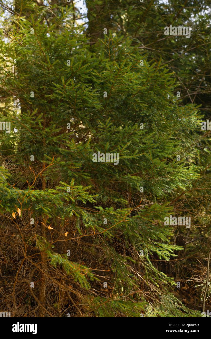 Evergreen trees in forest at daytime Stock Photo - Alamy