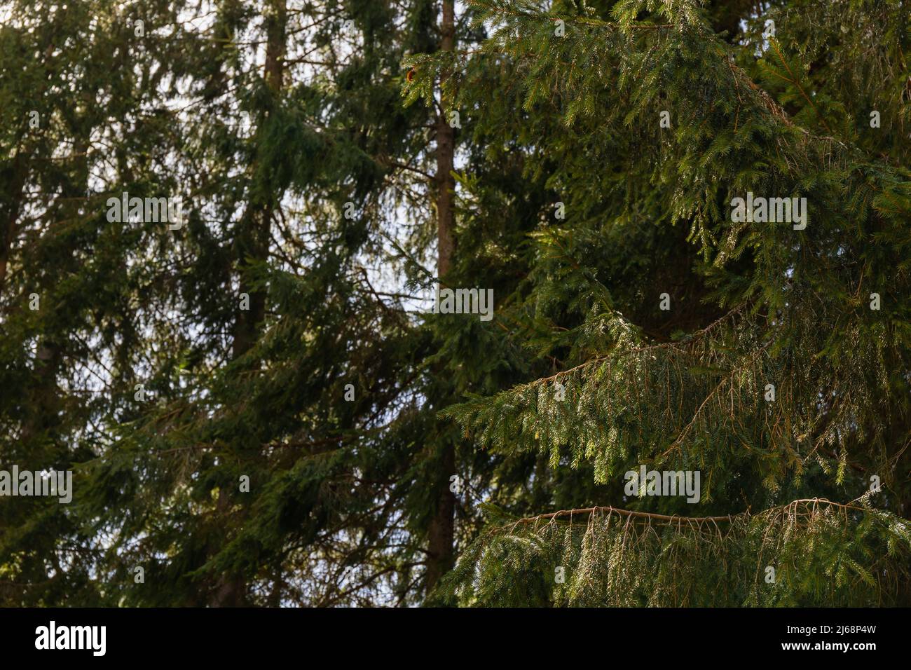 Branches of spruce tree in forest Stock Photo - Alamy