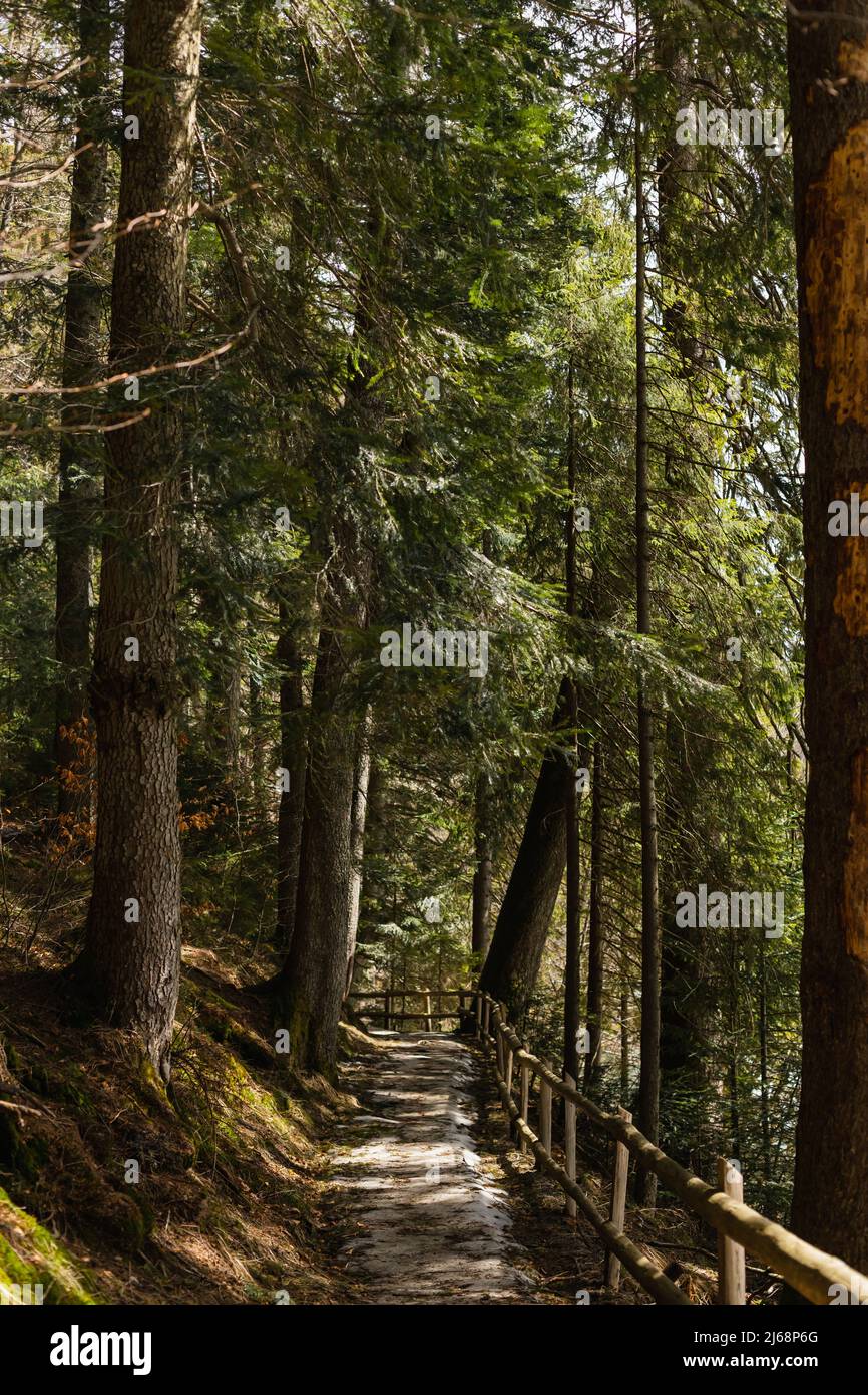 Walkway with wooden fence between spruce trees in forest Stock Photo ...