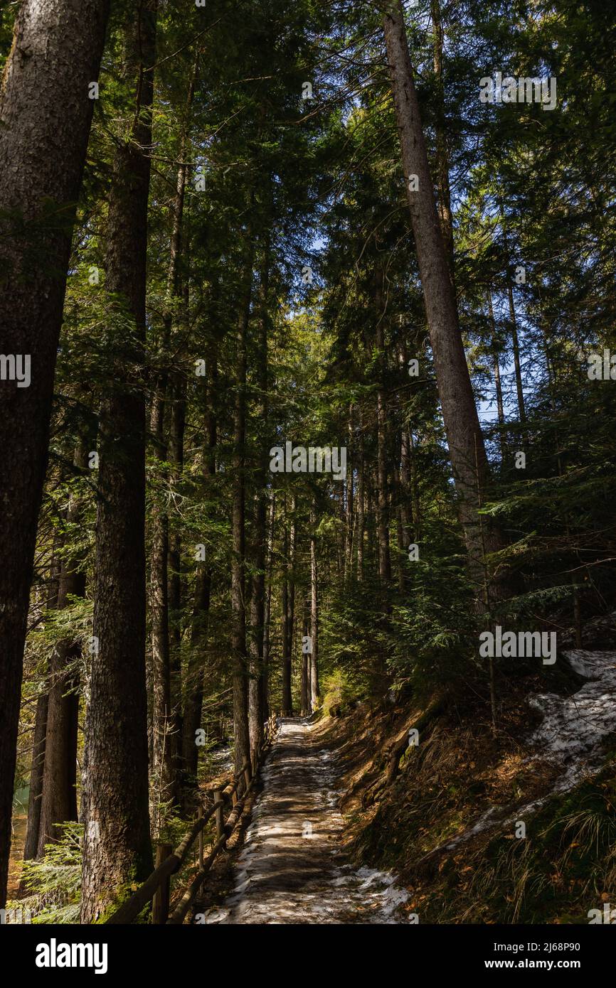 Tall spruce trees hi-res stock photography and images - Alamy