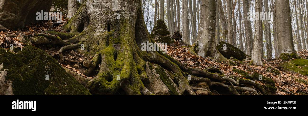 Tree trunk with moss in autumn forest, banner Stock Photo - Alamy