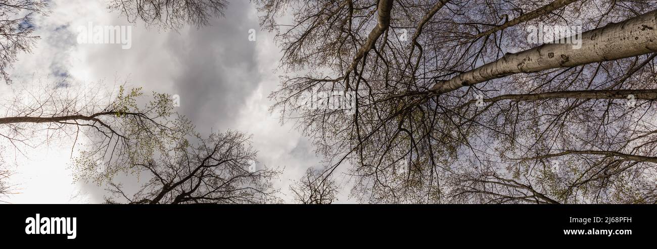 Bottom view of trees and cloudy sky in forest, banner Stock Photo - Alamy