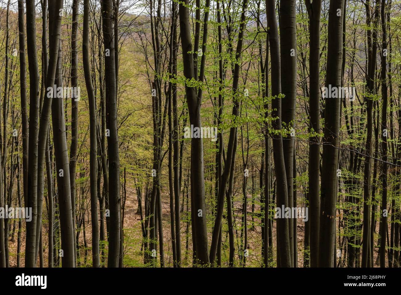 Tress leaves hi-res stock photography and images - Alamy