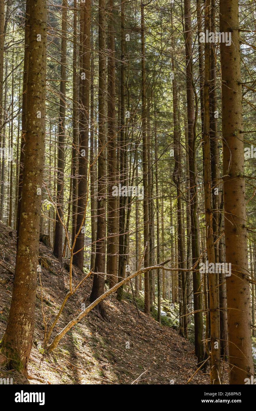Tall fir trees on mountain hill with sunlight Stock Photo - Alamy