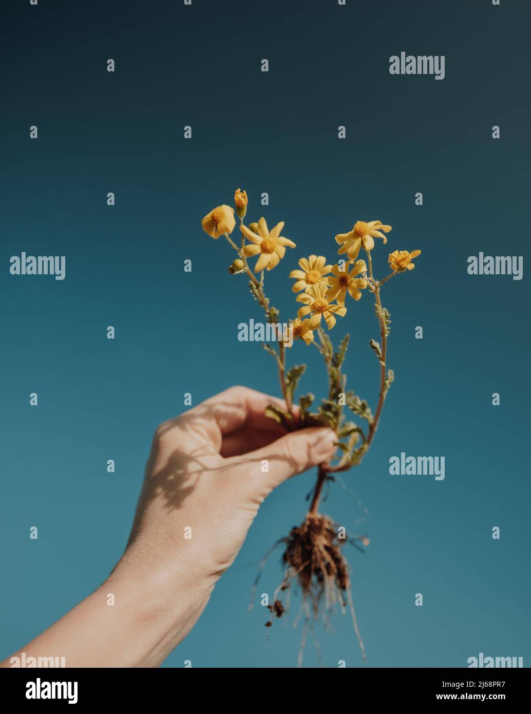 Seedling roots soil sky hi-res stock photography and images - Alamy