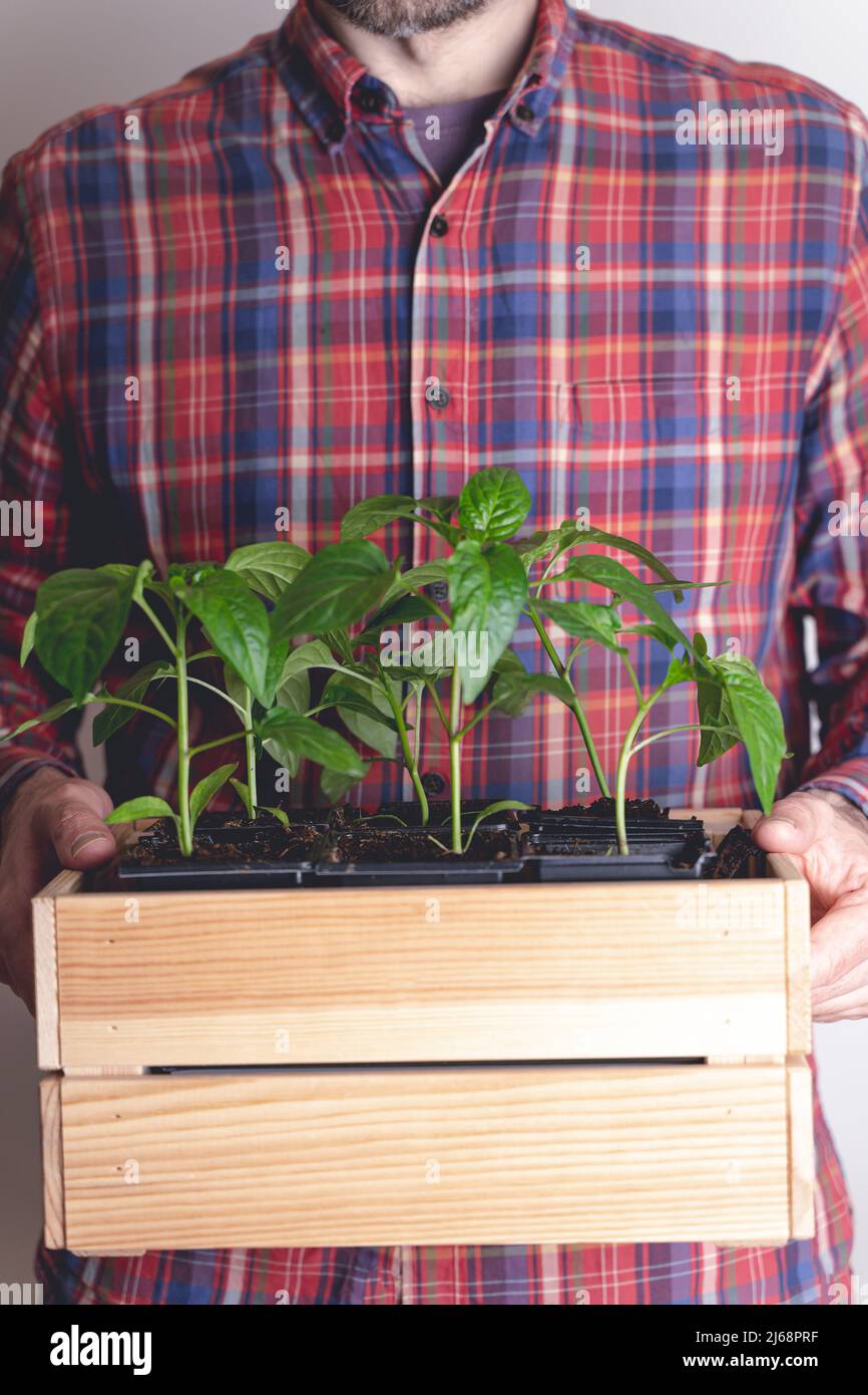 Farmer with seedling sprout plant before planting. Agriculture ...
