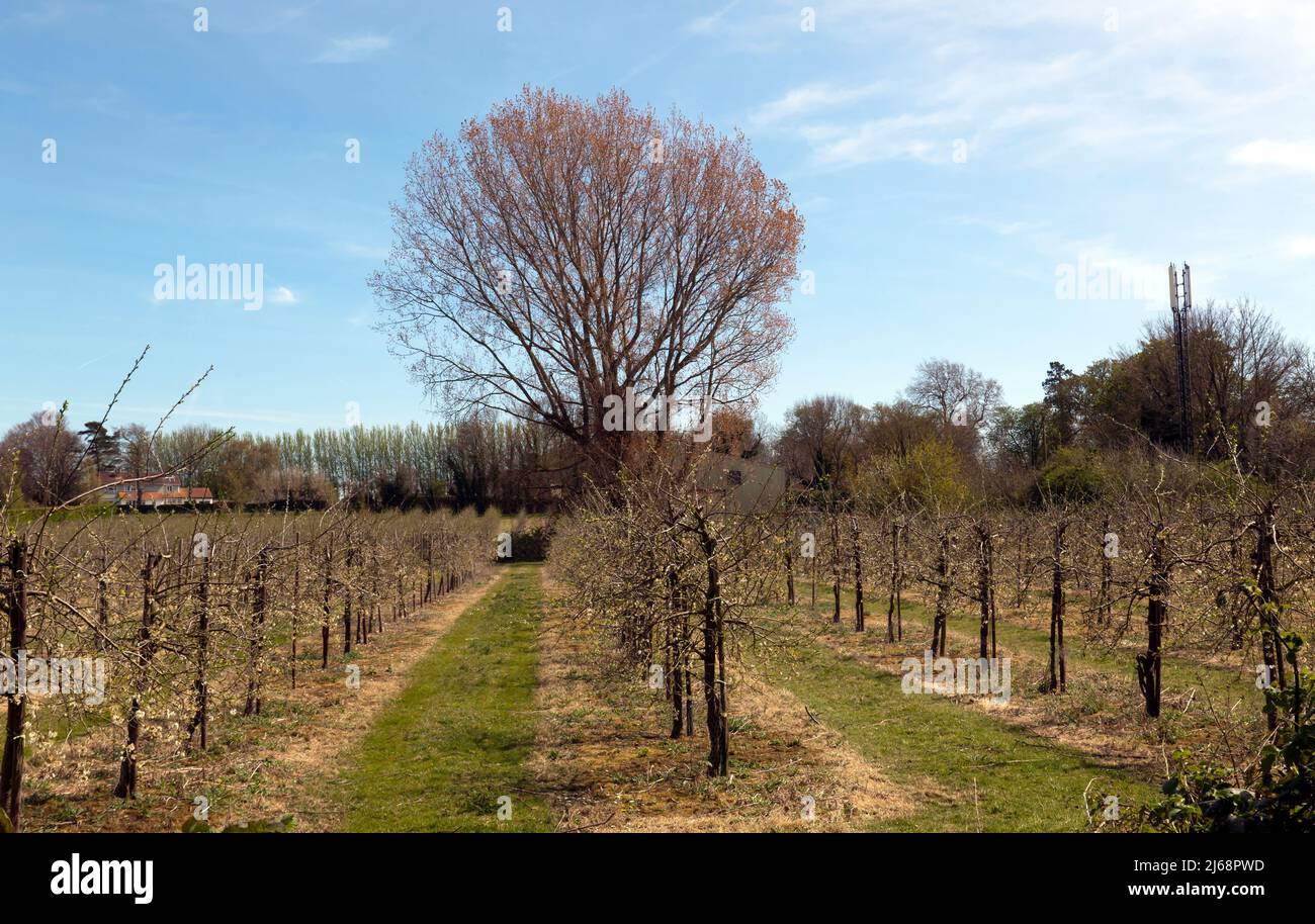 Malling kent fruit hi-res stock photography and images - Alamy