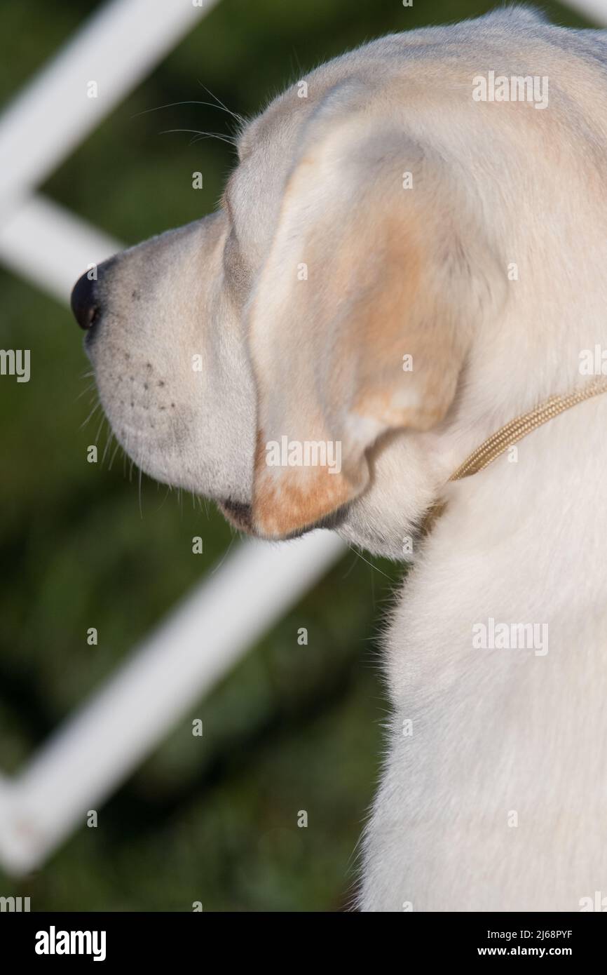 Yellow lab close up looking away Stock Photo - Alamy
