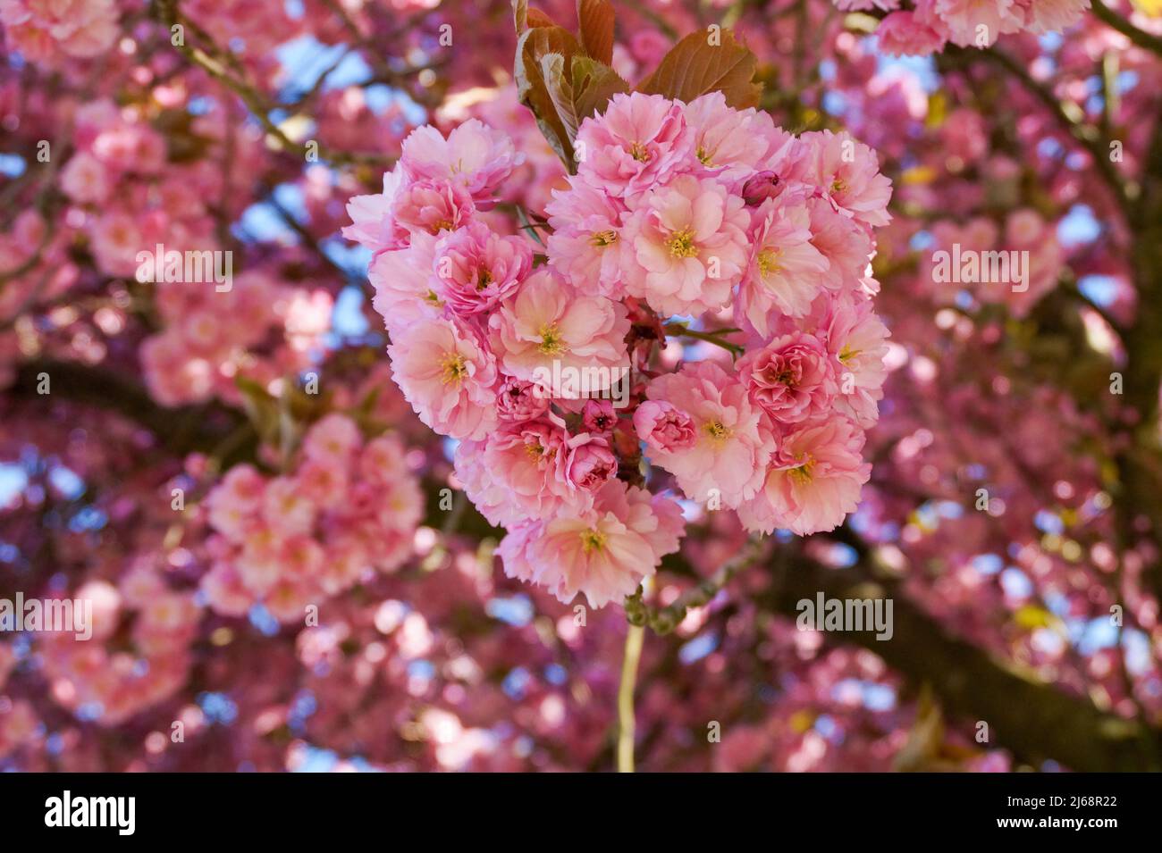 Beautiful cherry blossoms hi-res stock photography and images - Alamy