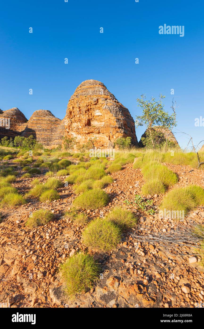 Spinifex and typical sandstone karst dome shaped at Purnululu National ...