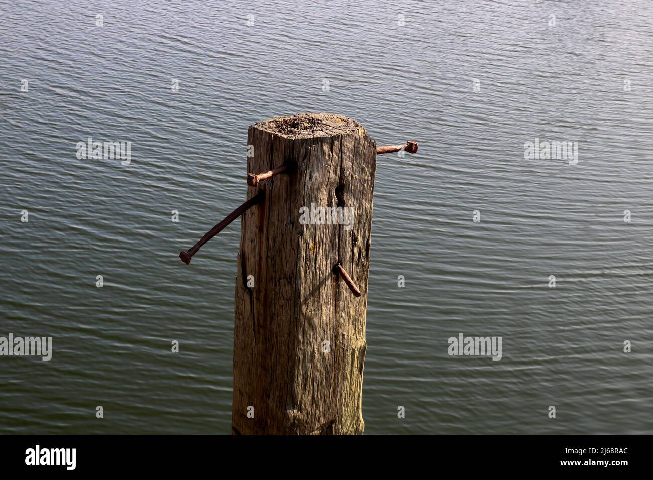 Ancient wooden post with old rusting steel nails at a coastal location ...