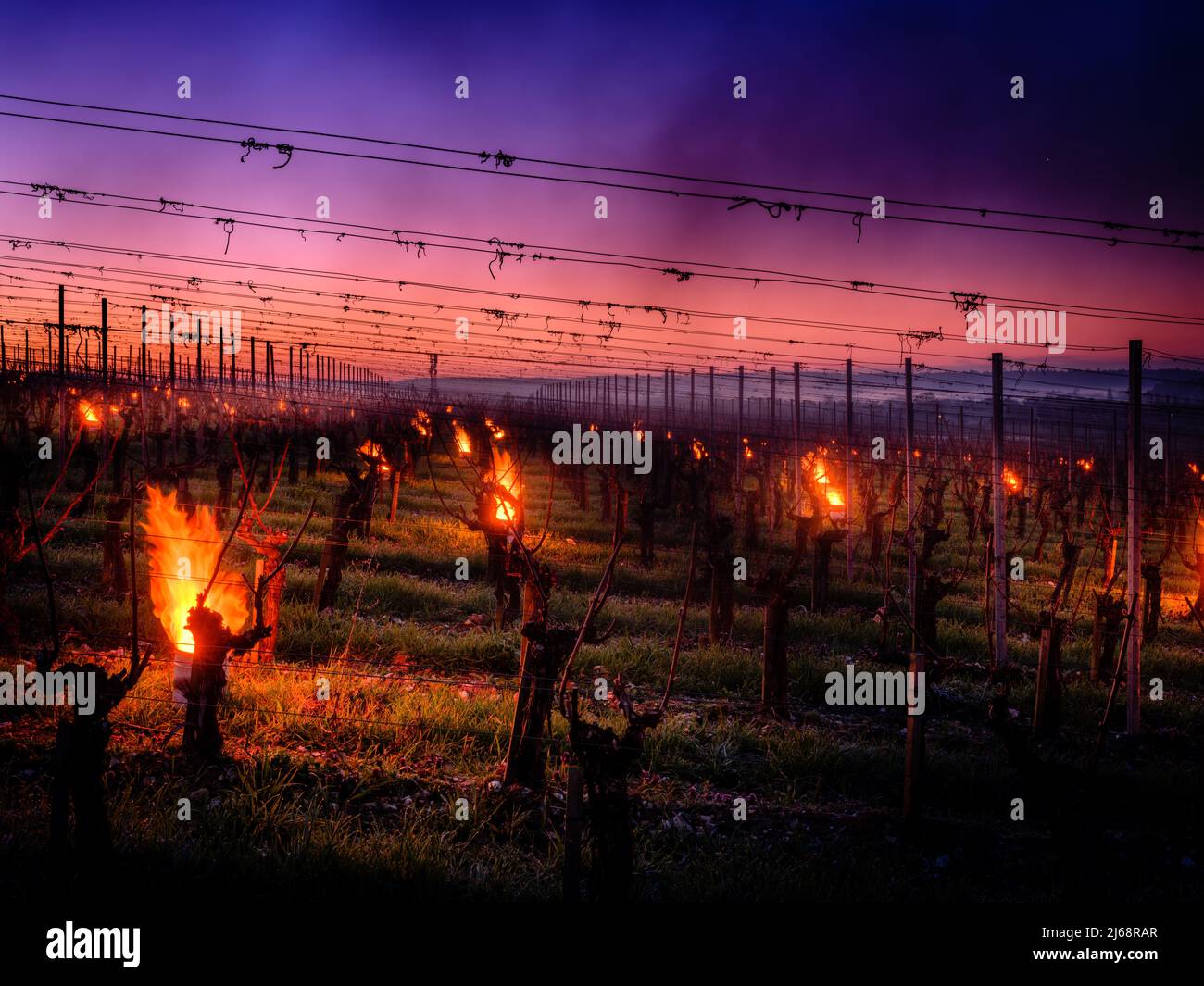 Vineyards are at risk of frost damage. Candles are burnt at dawn to ...