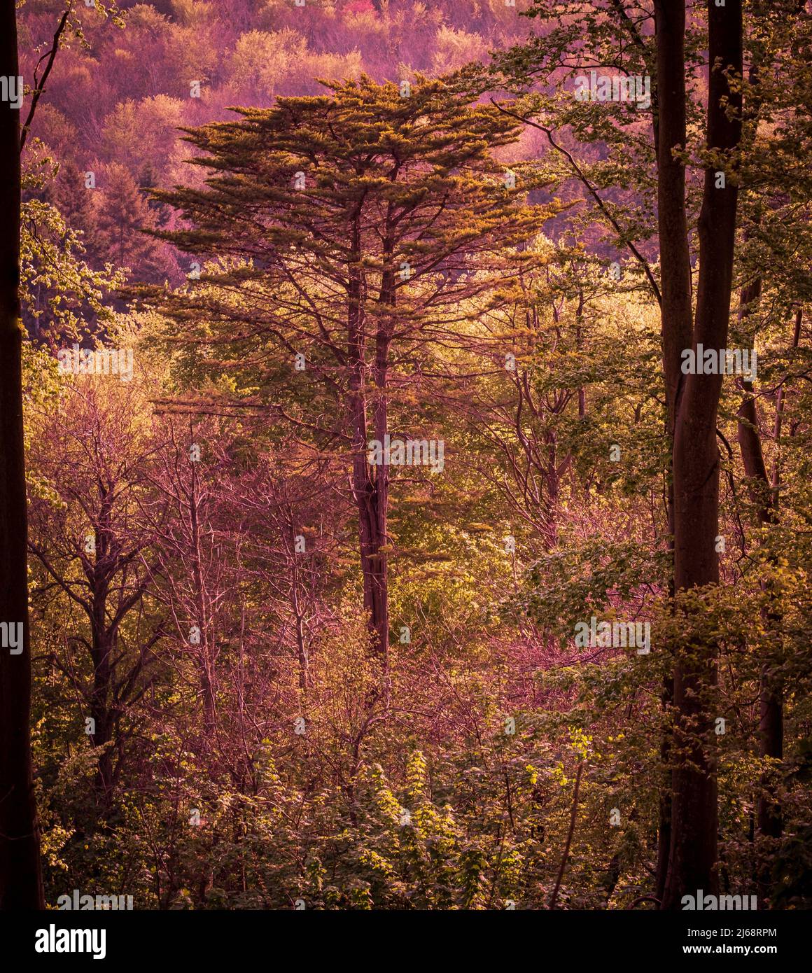 Conifer standing amongst other deciduous trees with spring sunshine ...