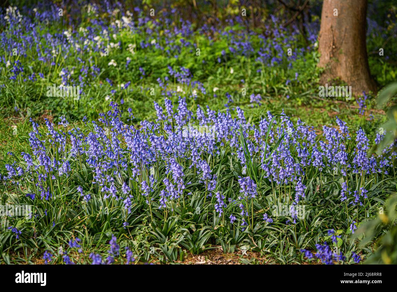 29 April 2022. Native Bluebells (Hyacinthoides non-scripta) flowering ...