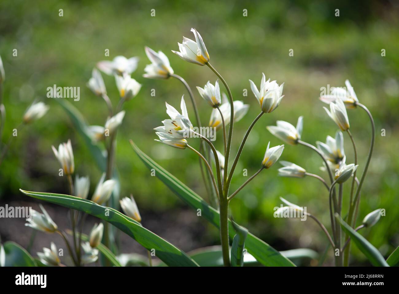 Tulip turkestanica,botanical tulips, tulip species, rock garden tulips ...
