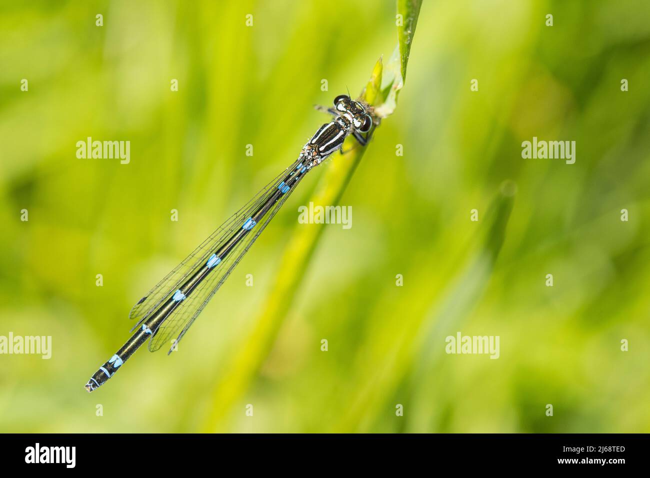 variable damselfly or variable bluet (Coenagrion pulchellum) is a ...