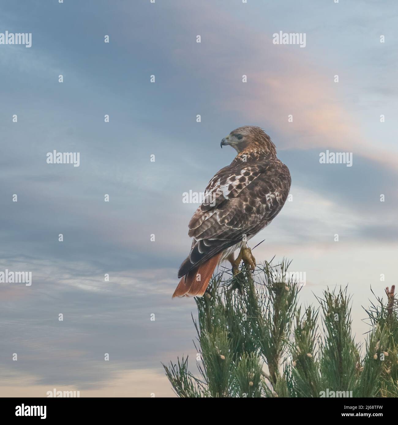 Red tailed hawk perched hi-res stock photography and images - Alamy