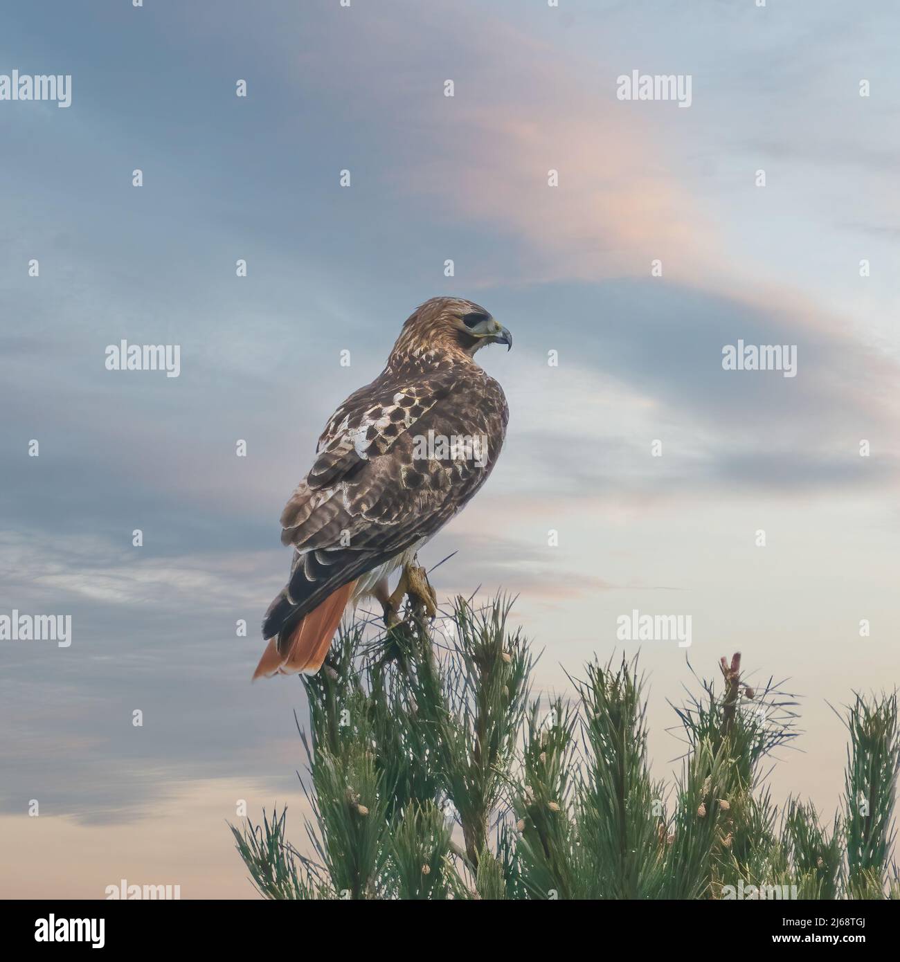 Red tailed hawk perched hi-res stock photography and images - Alamy