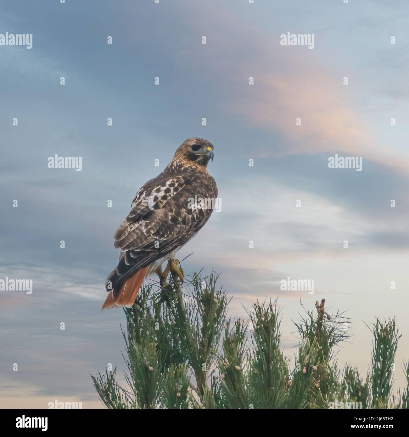Red tailed hawk perched hi-res stock photography and images - Alamy