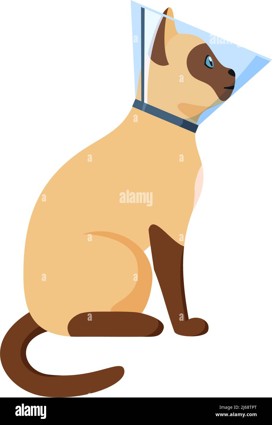 Cat in cone collar, siamese cat wrapped in Elizabethan collar ...