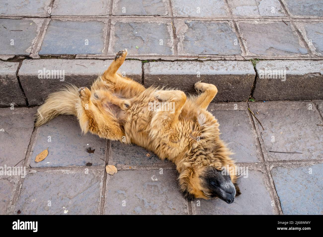 A Dog Sleeping In The Street, Cusco, Cusco Province, Peru Stock Photo ...