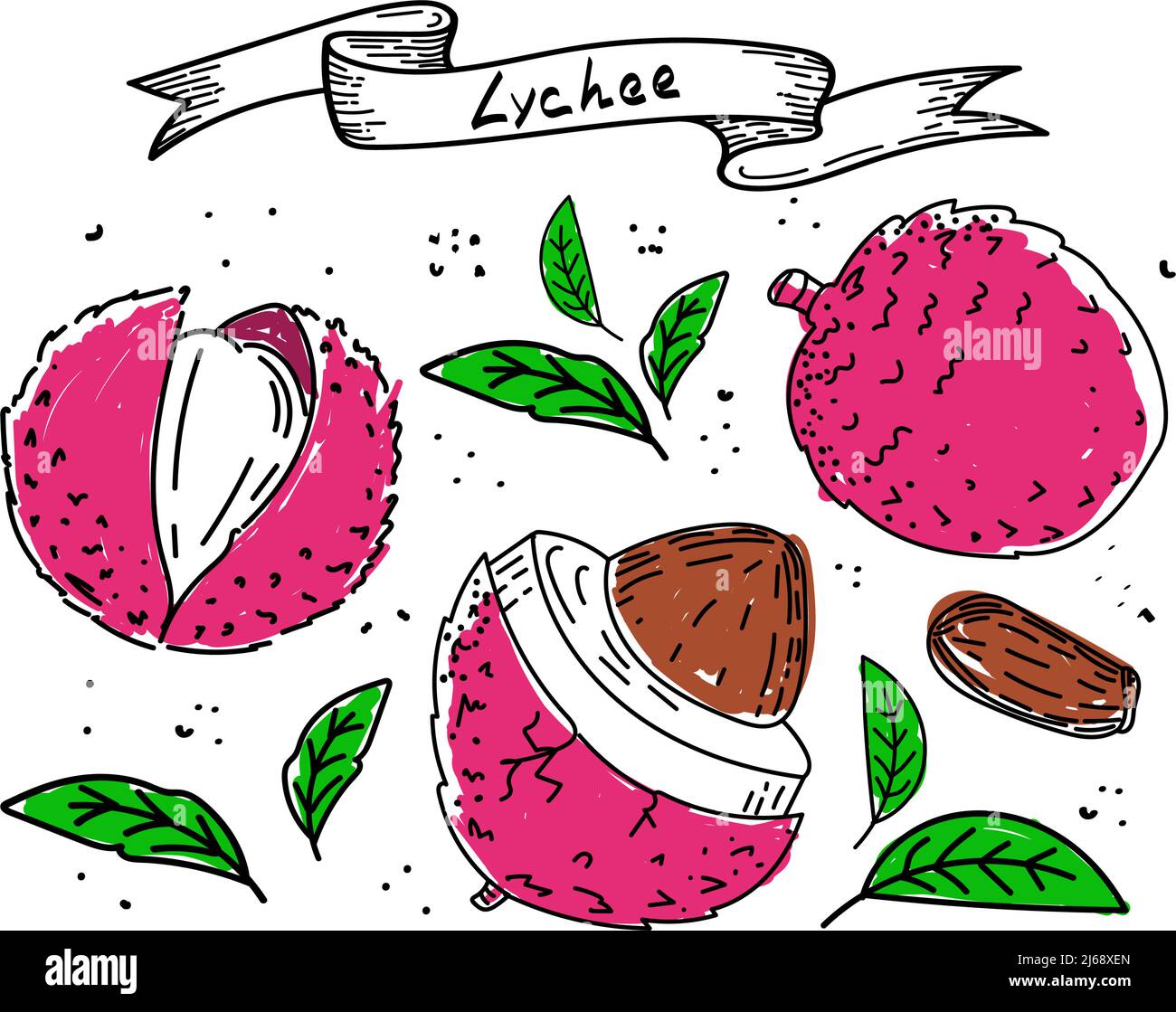 Lychee fruit, hand-drawn sketch style doodle. Lychee, seed and leaves ...