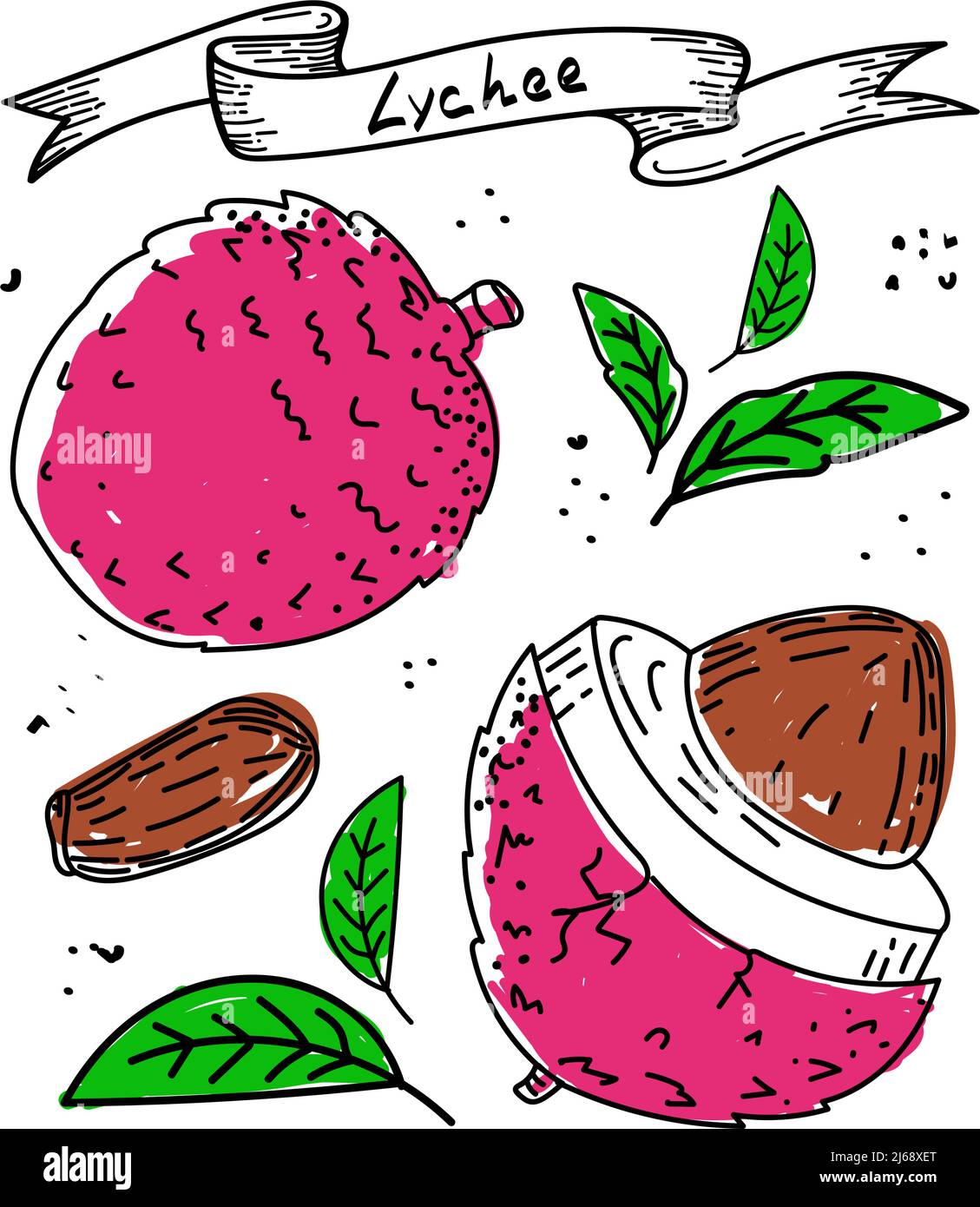 Lychee fruit, hand-drawn sketch style doodle. Lychee, seed and leaves ...