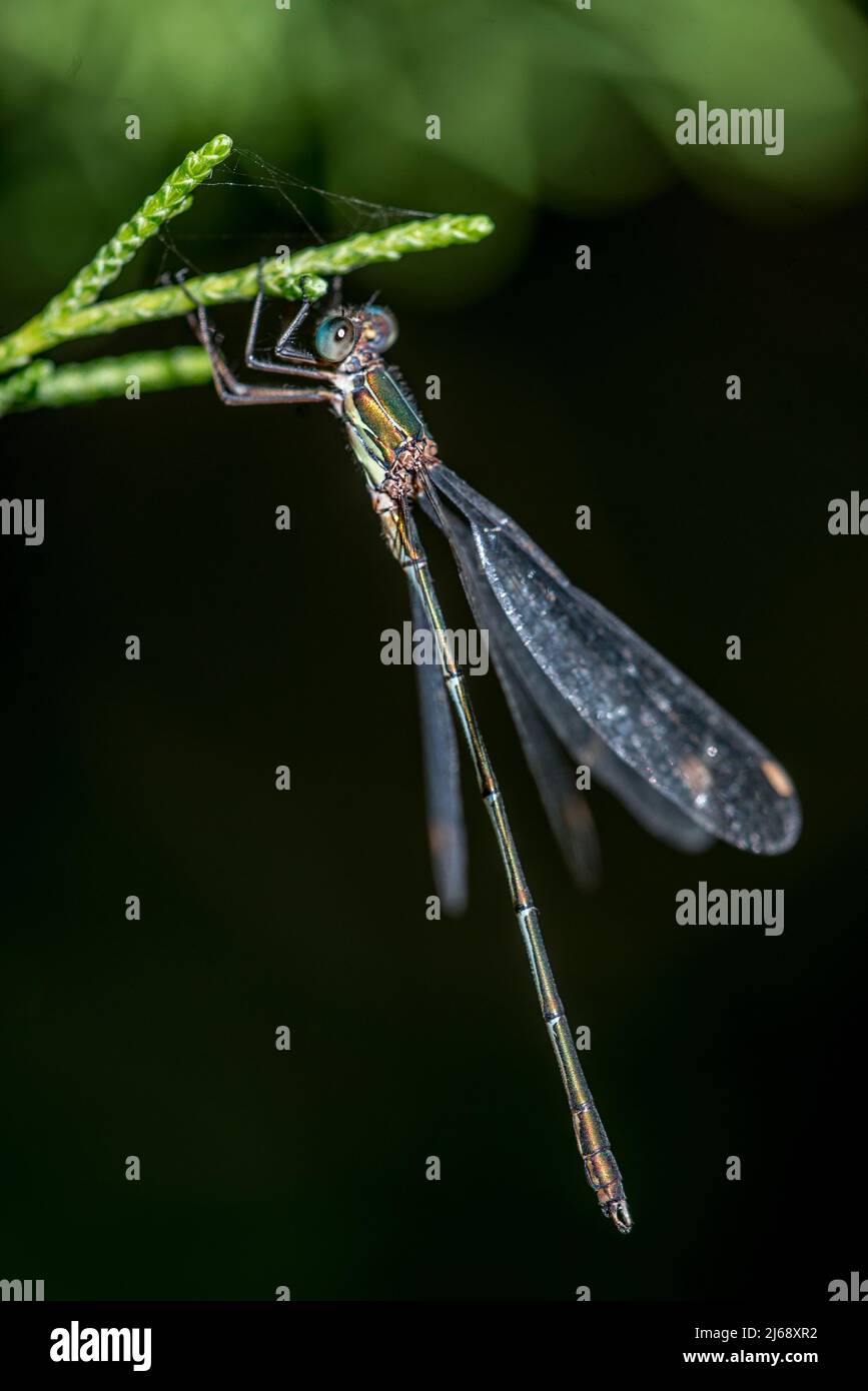 Chalcolestes viridis, formerly Lestes viridis, family Lestidae, named ...
