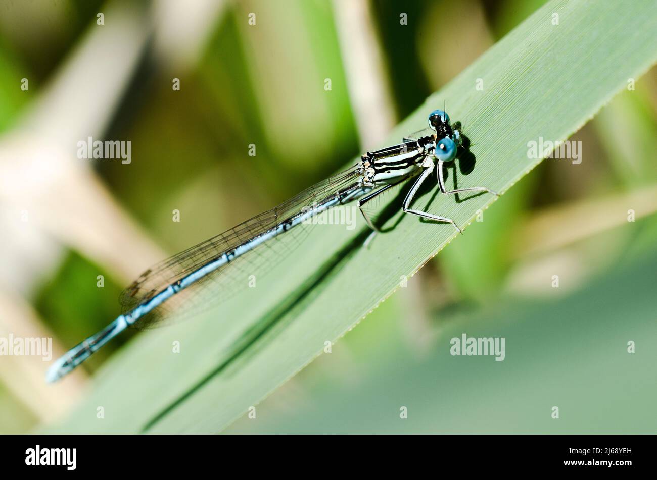 The white-legged damselfly or blue featherleg (Platycnemis pennipes) is ...