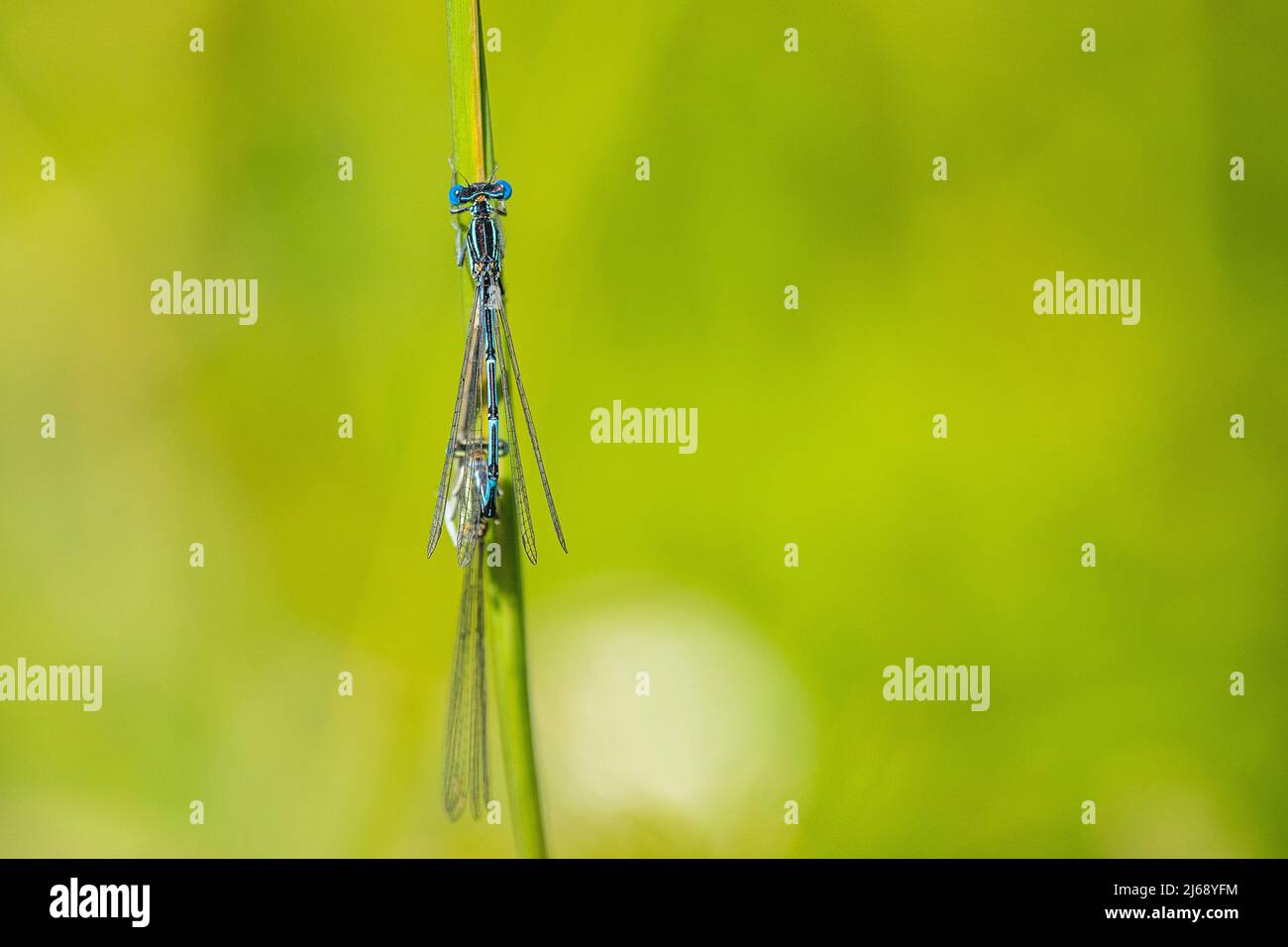 The white-legged damselfly or blue featherleg (Platycnemis pennipes) is ...