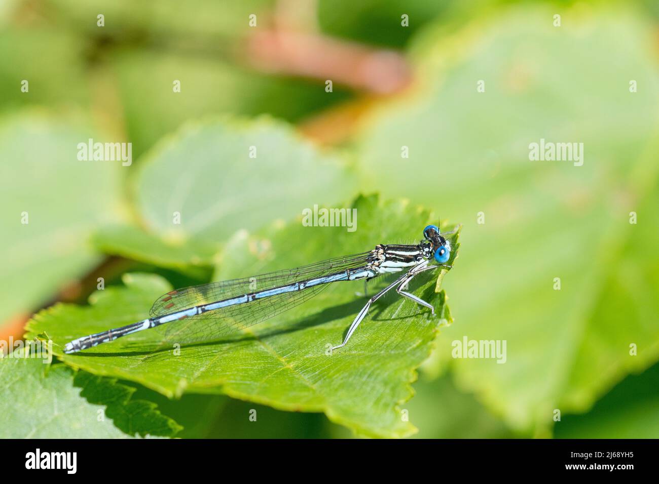 The white-legged damselfly or blue featherleg (Platycnemis pennipes) is ...