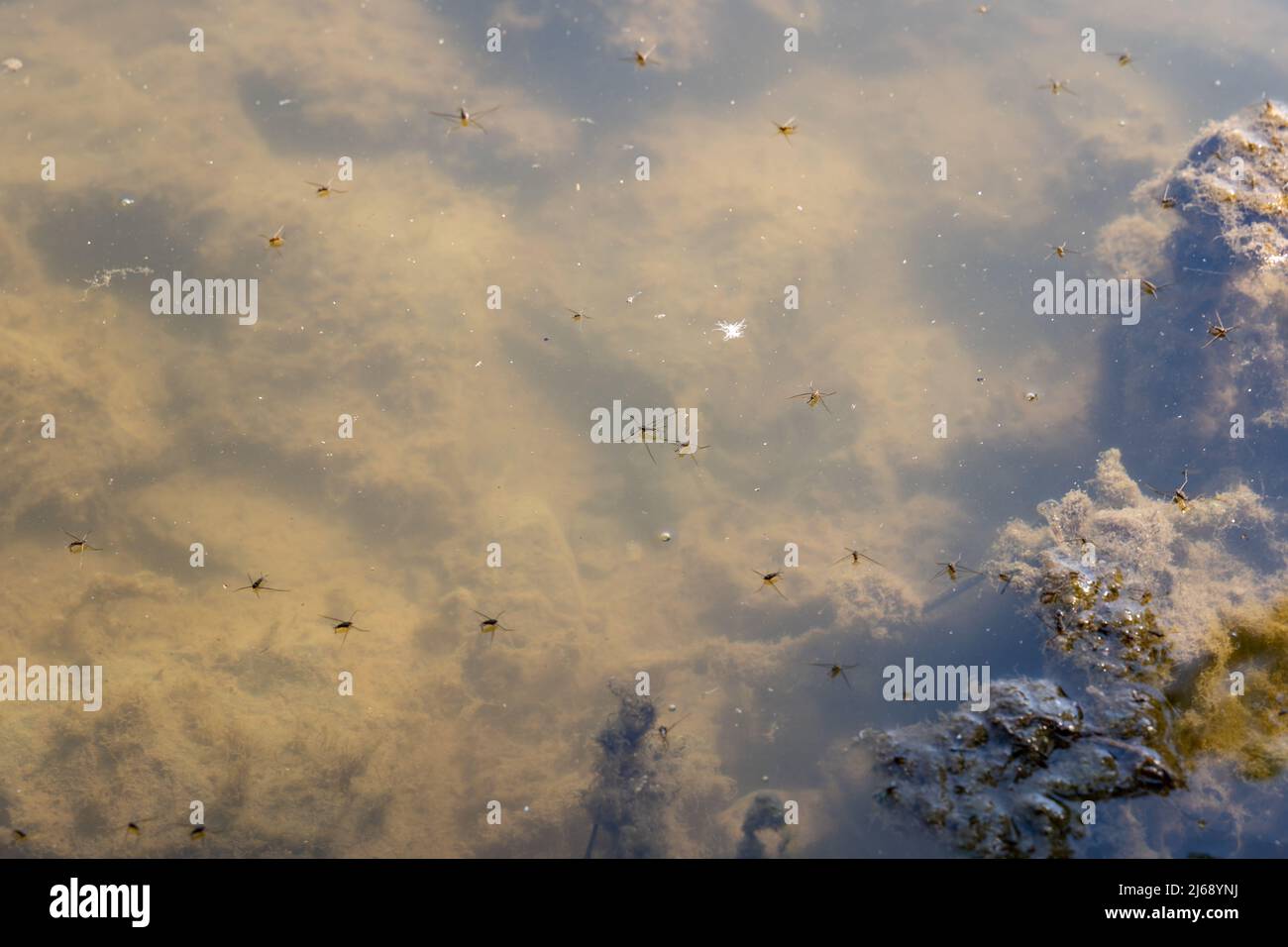 Water strider insects on a pond. Small animals that walk on the water ...