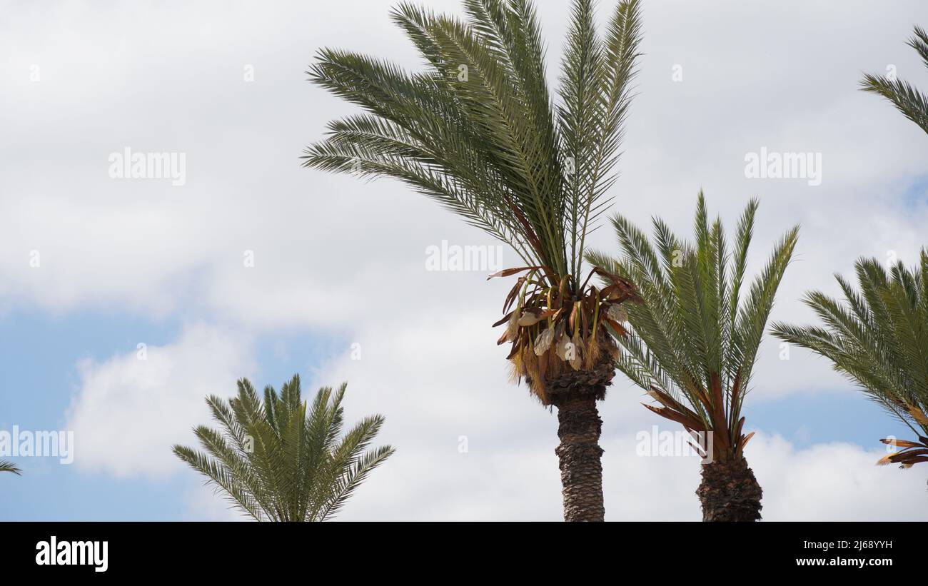 Phoenix dactylifera date or date palm tree plantation Stock Photo - Alamy