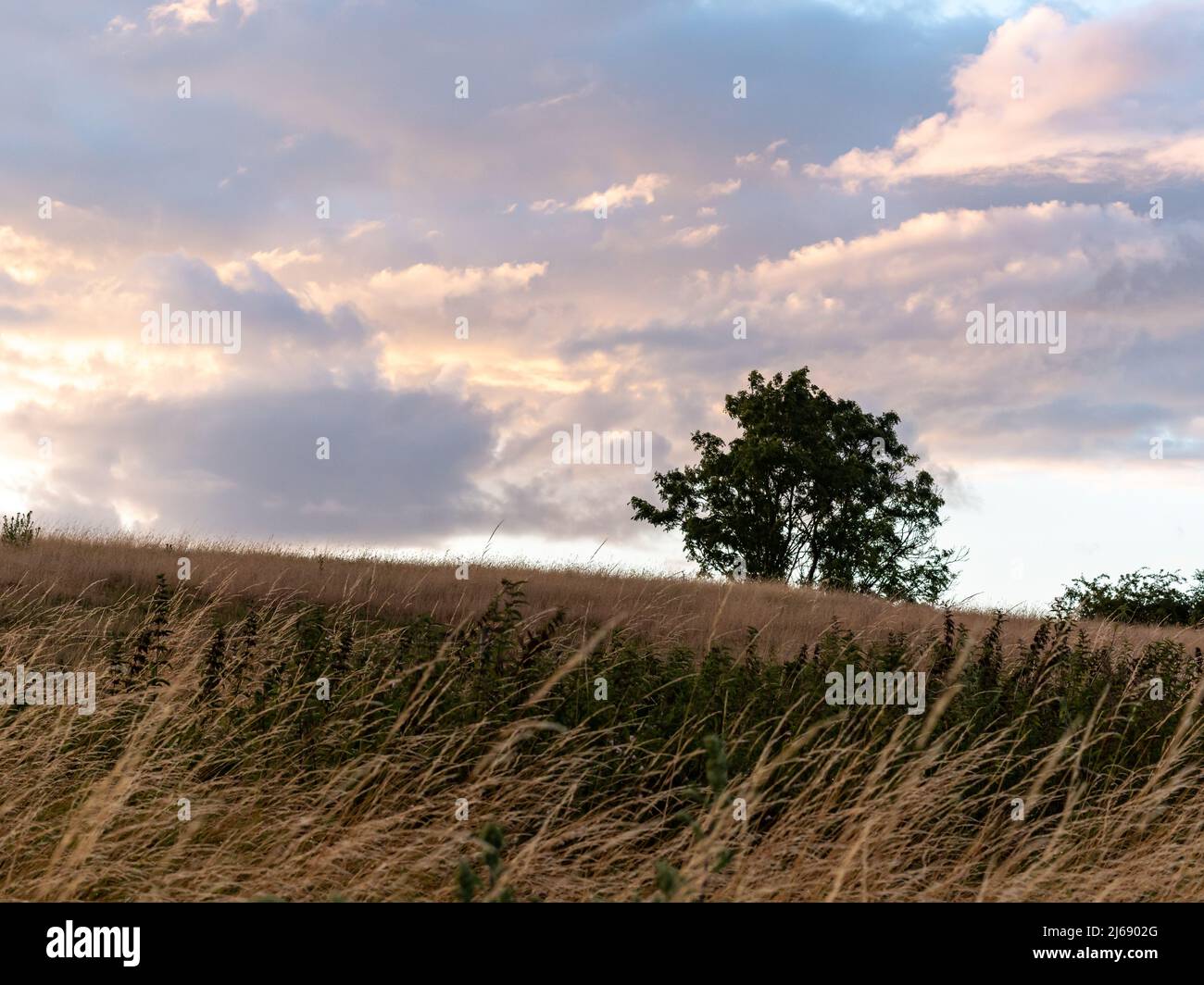 Beige wheat hi-res stock photography and images - Alamy