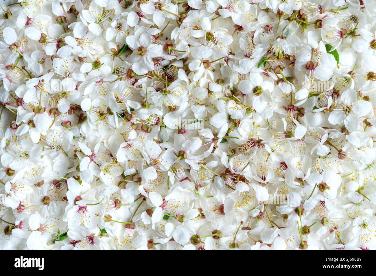 Delicate cute hi-res stock photography and images - Alamy