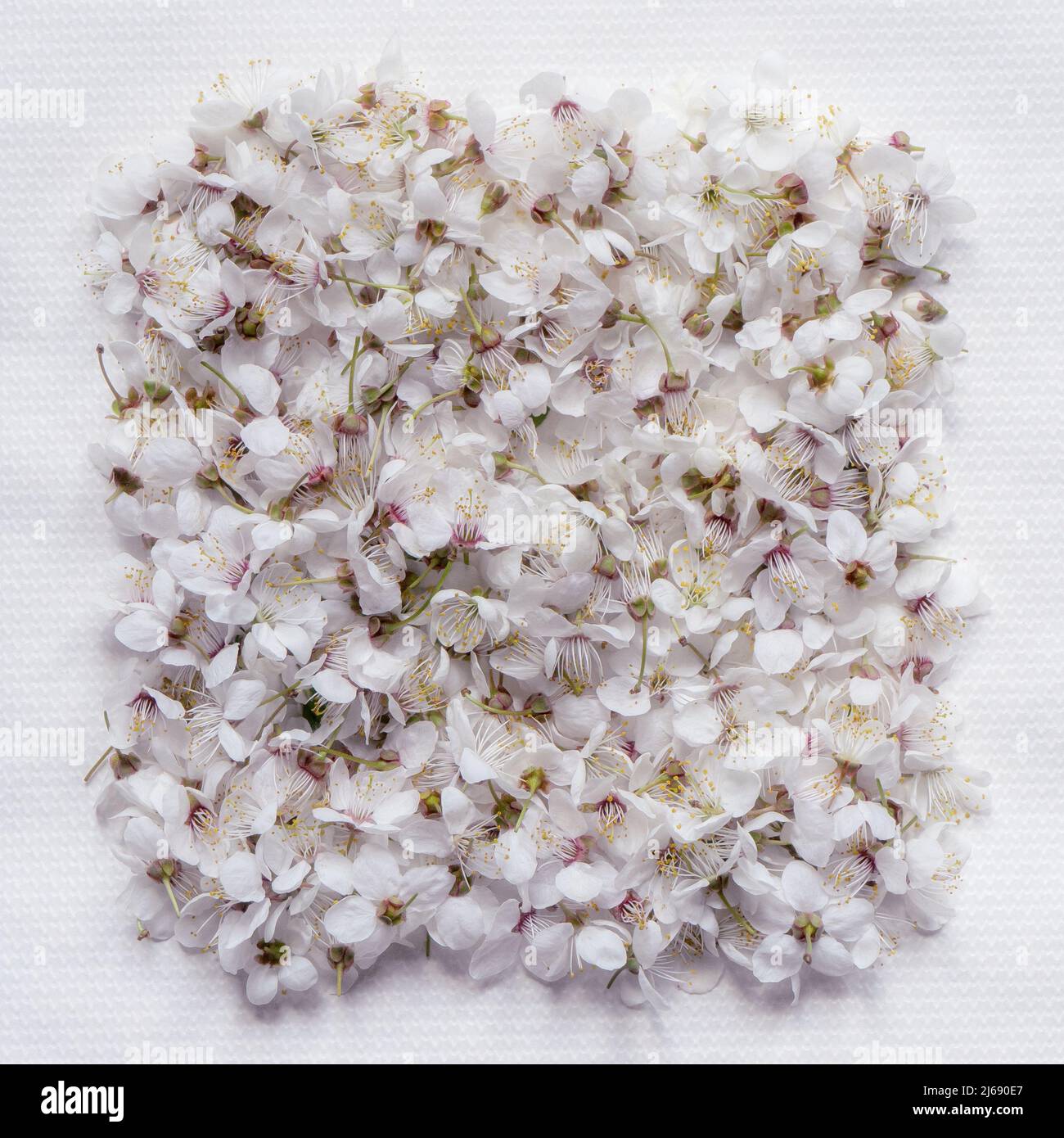 Delicate cute hi-res stock photography and images - Alamy