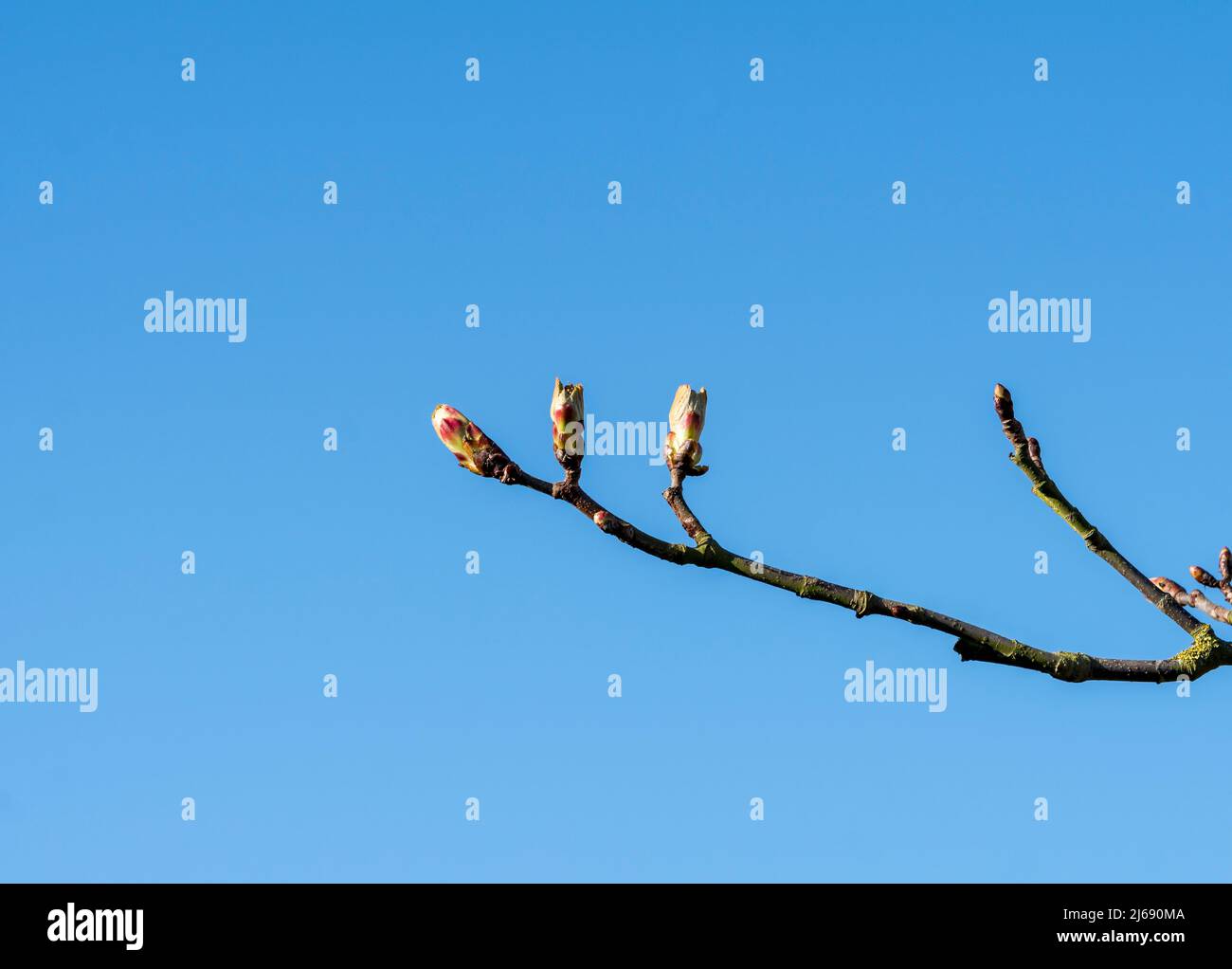 Sticky buds hi-res stock photography and images - Alamy